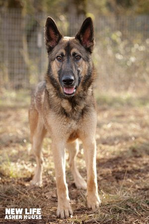 Adopt – The Asher House