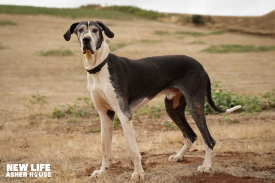 Adopt – The Asher House