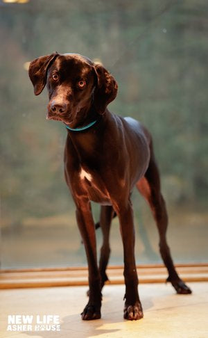 Adopt – The Asher House