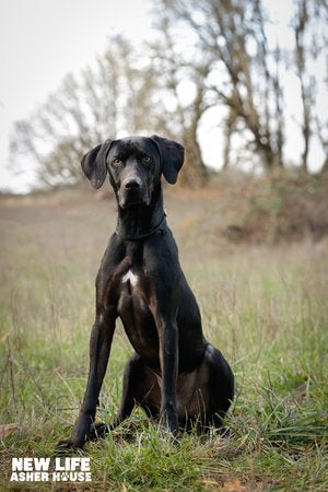 Adopt – The Asher House