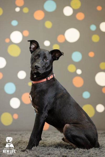 Adopt – The Asher House