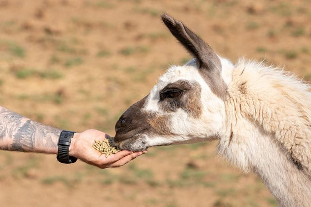 Products – The Asher House