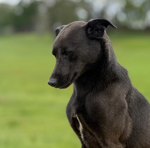 Adopt – The Asher House