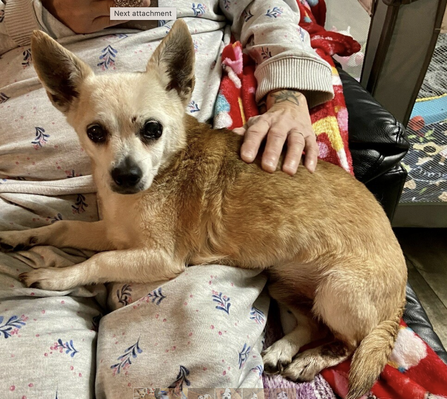 Adopt – The Asher House