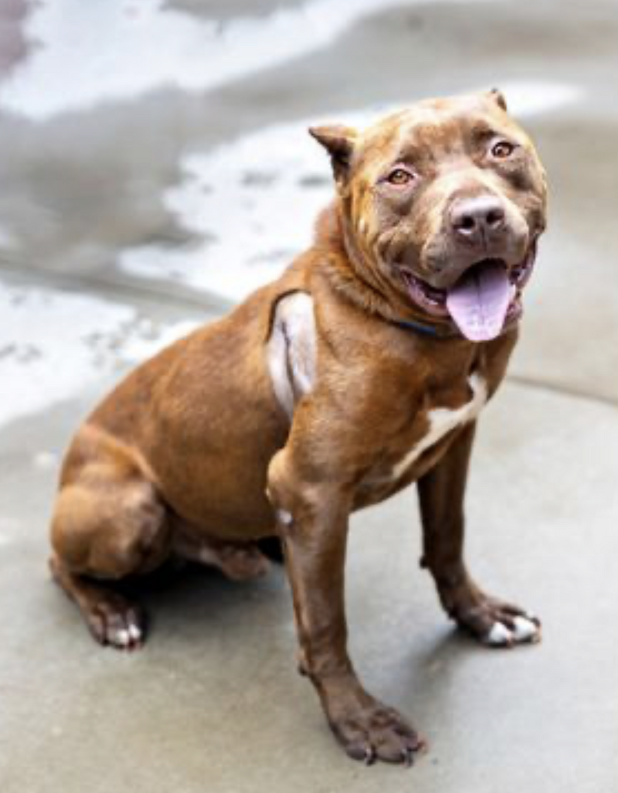 Adopt – The Asher House