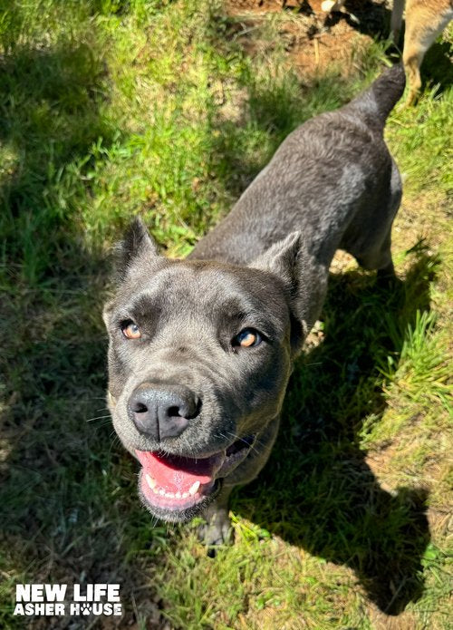 Adopt – The Asher House