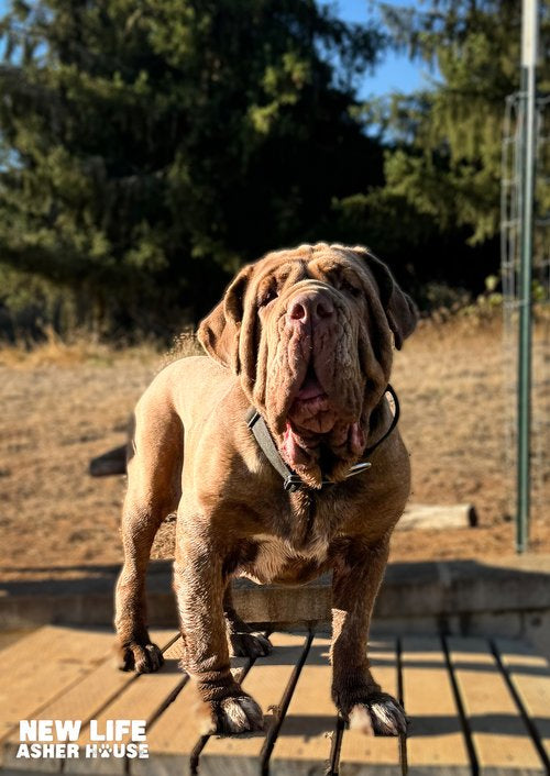 Adopt – The Asher House