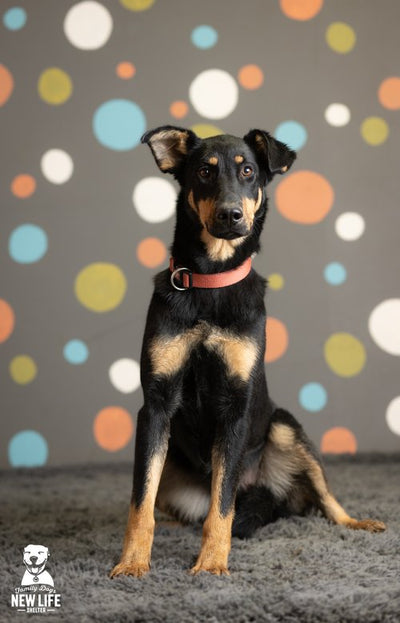 Adopt – The Asher House