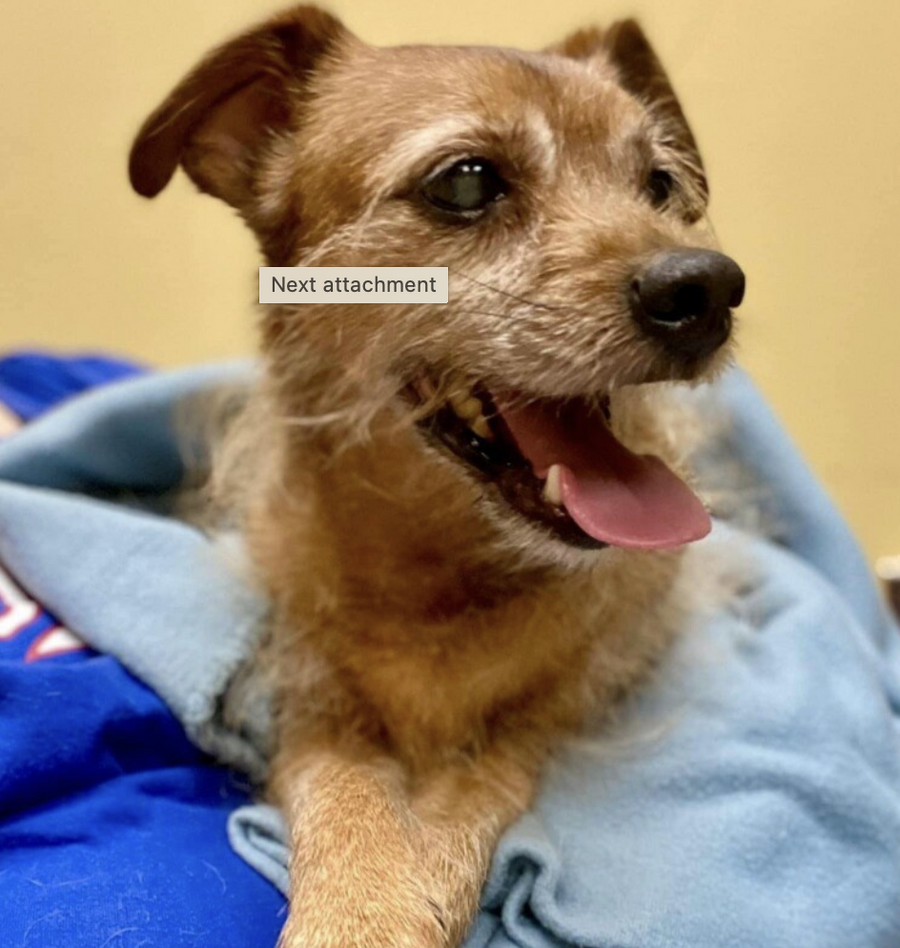 Adopt – The Asher House