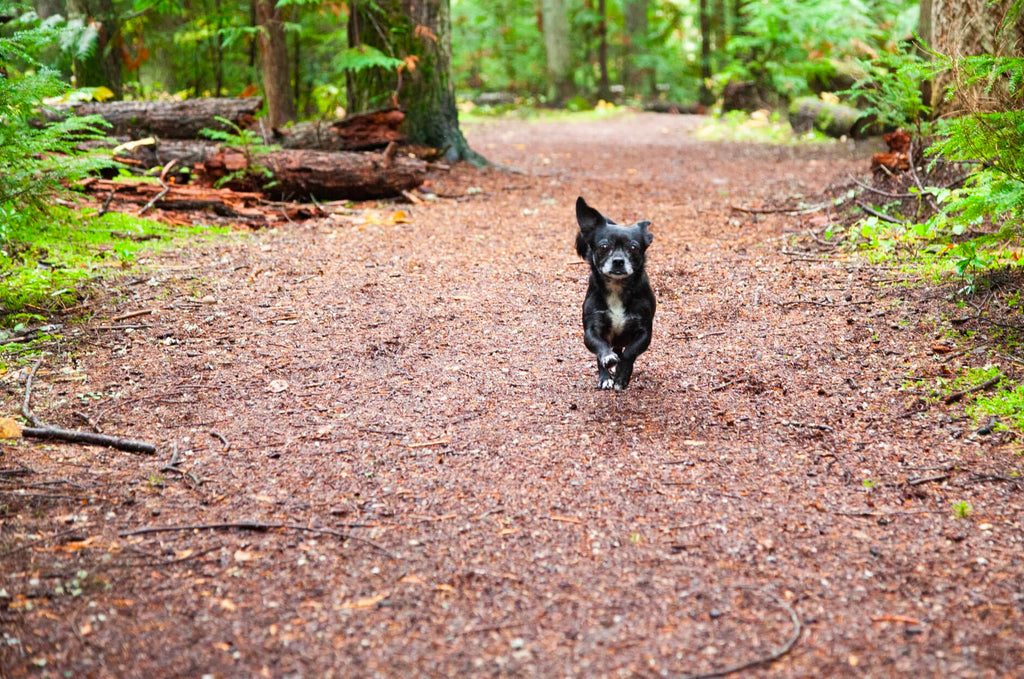 Rescue Vibes – The Asher House