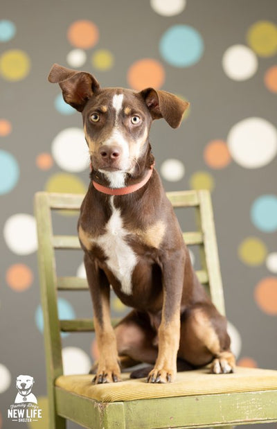 Adopt – The Asher House