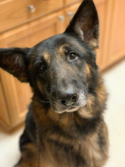 Adopt – The Asher House