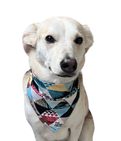 NEW! Pet Bandana – The Asher House