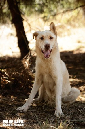 Adopt – The Asher House