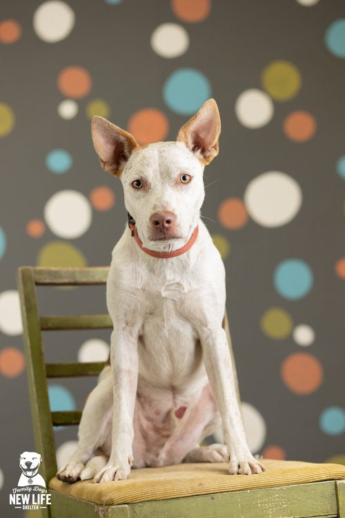 Adopt – The Asher House