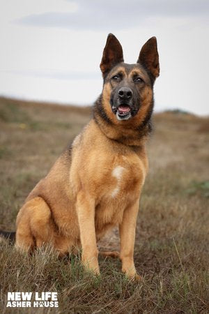 Adopt – The Asher House