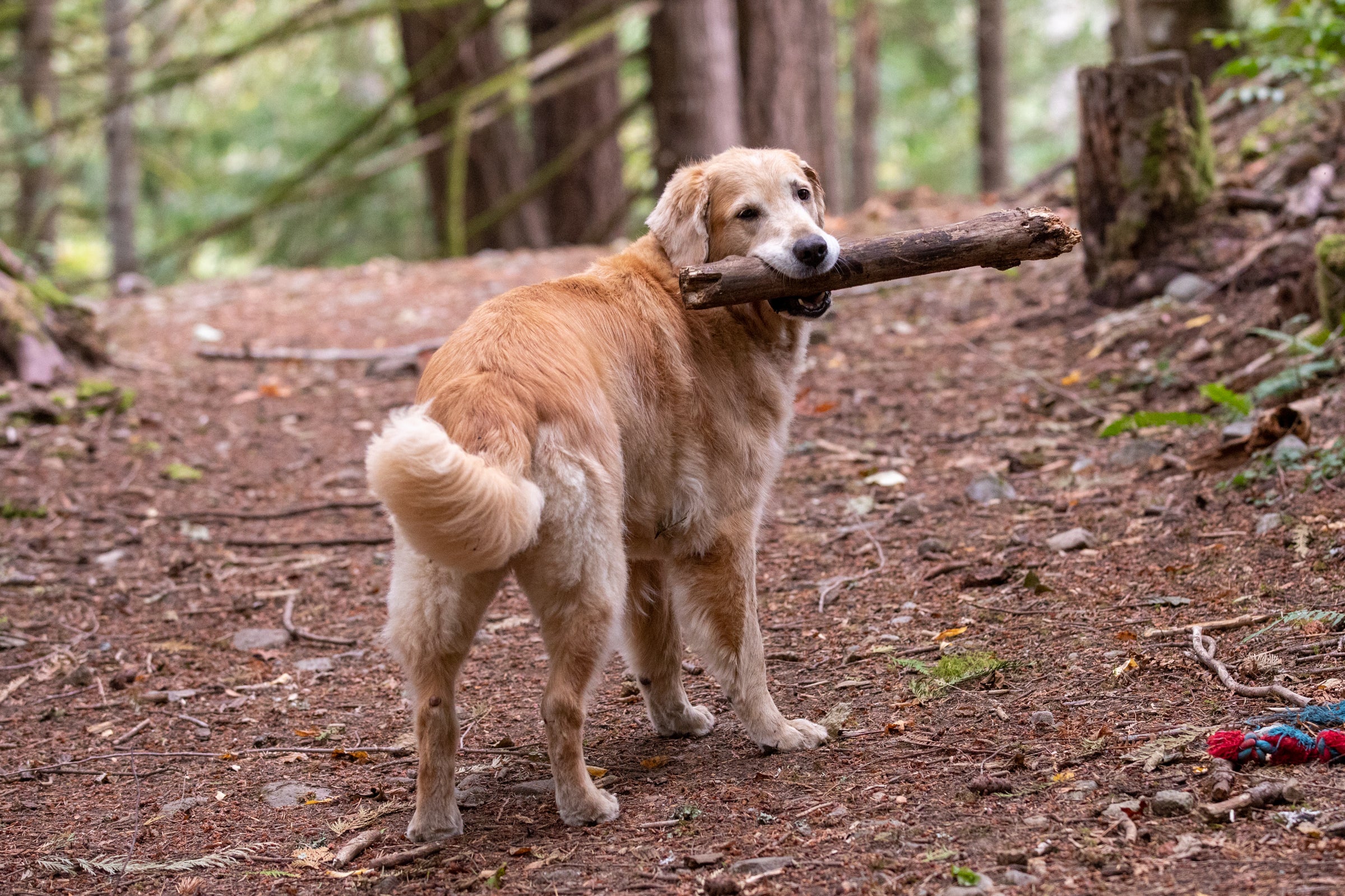 Asher House FAQs – The Asher House