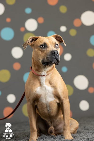 Adopt – The Asher House