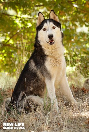 Adopt – The Asher House