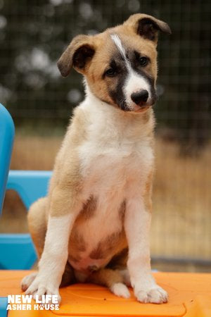 Adopt – The Asher House