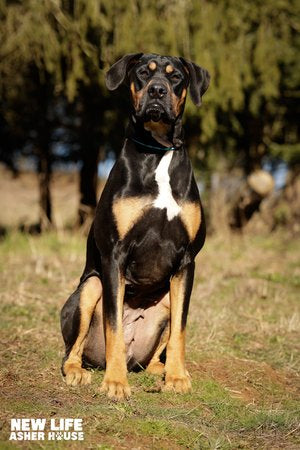 Adopt – The Asher House