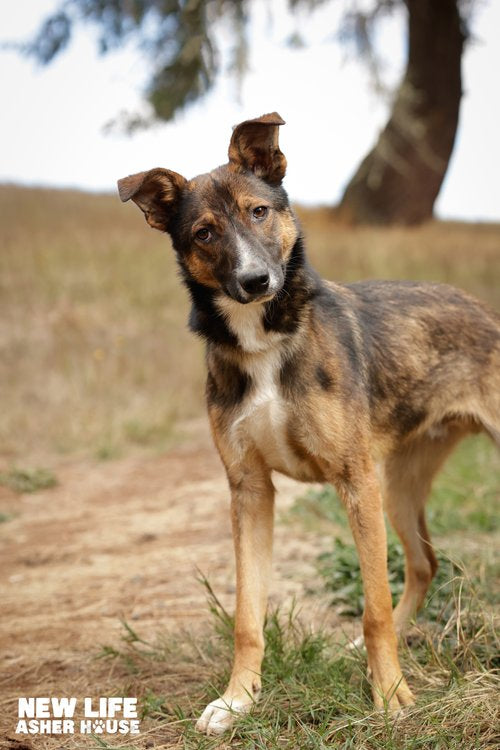 Adopt – The Asher House