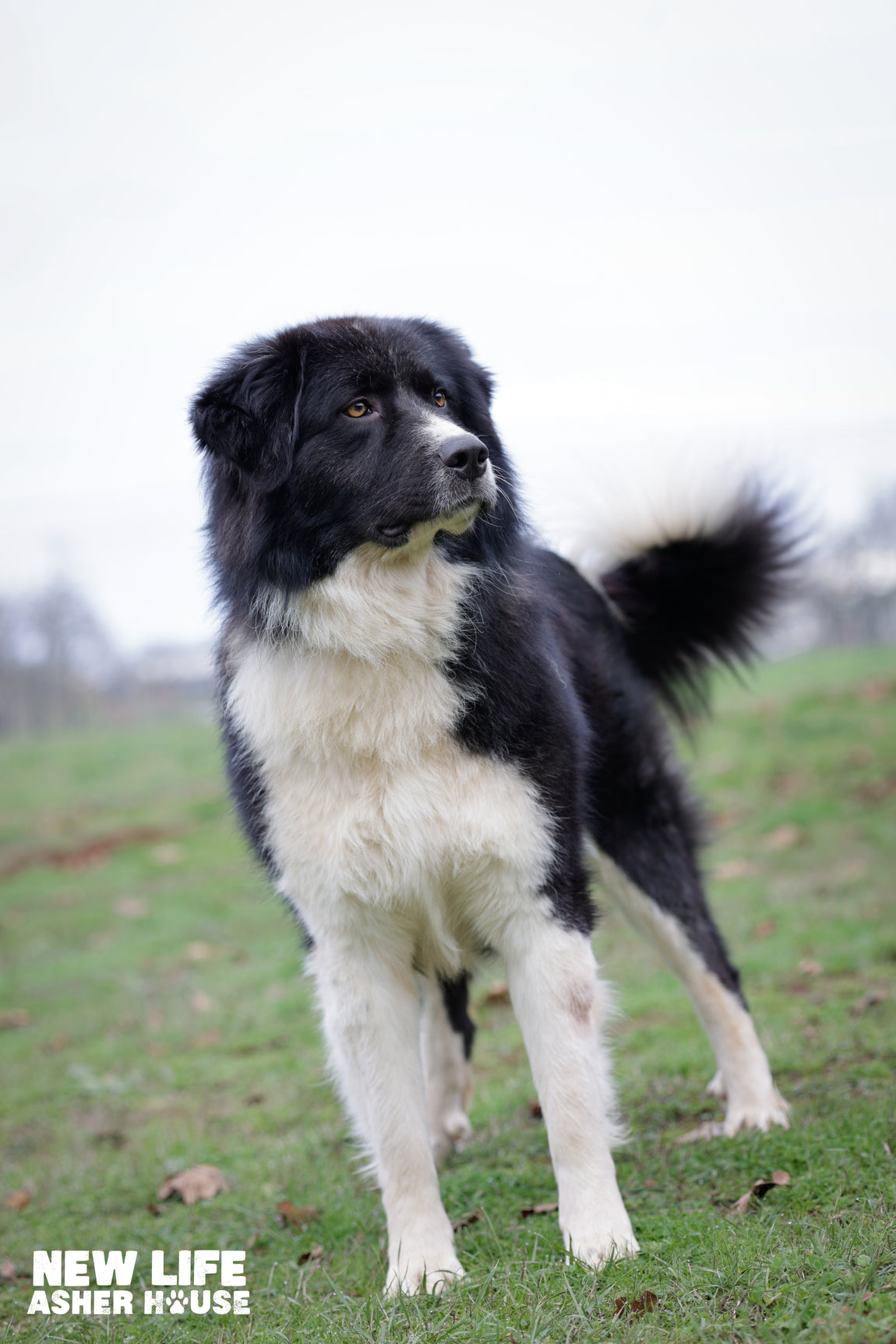Adopt – The Asher House