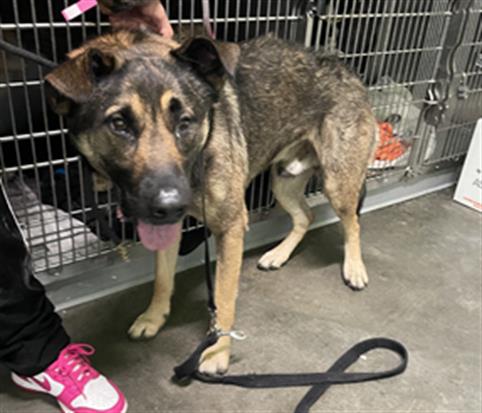 Adopt – The Asher House