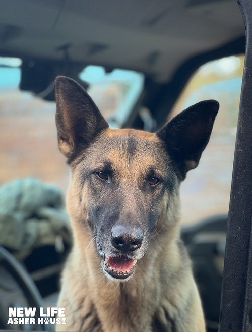 Adopt – The Asher House