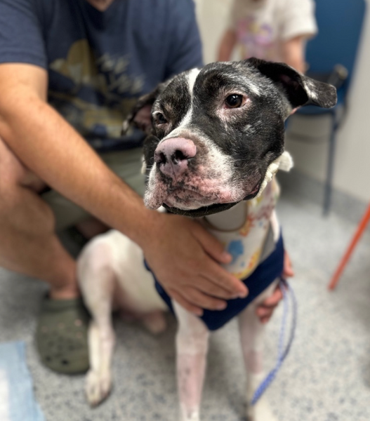 Adopt – The Asher House