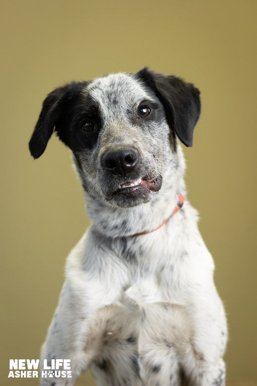 Adopt – The Asher House