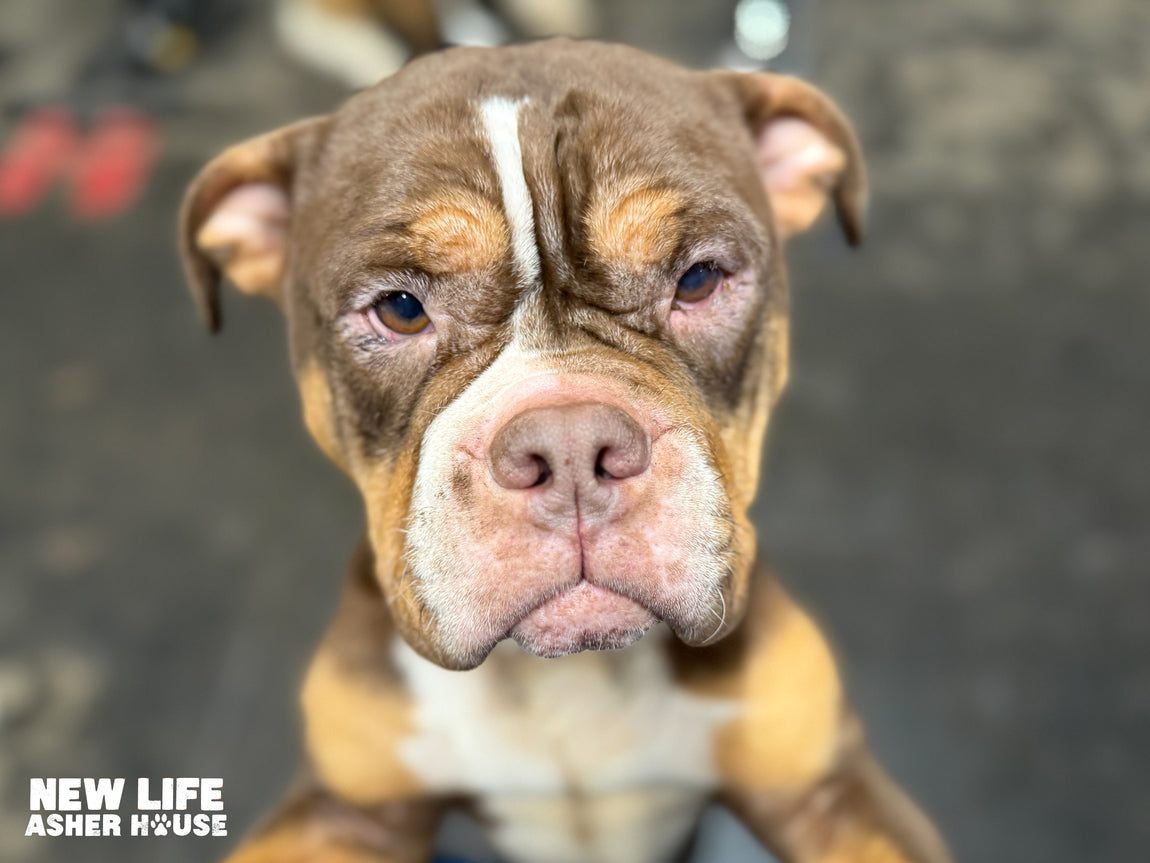 Adopt – The Asher House