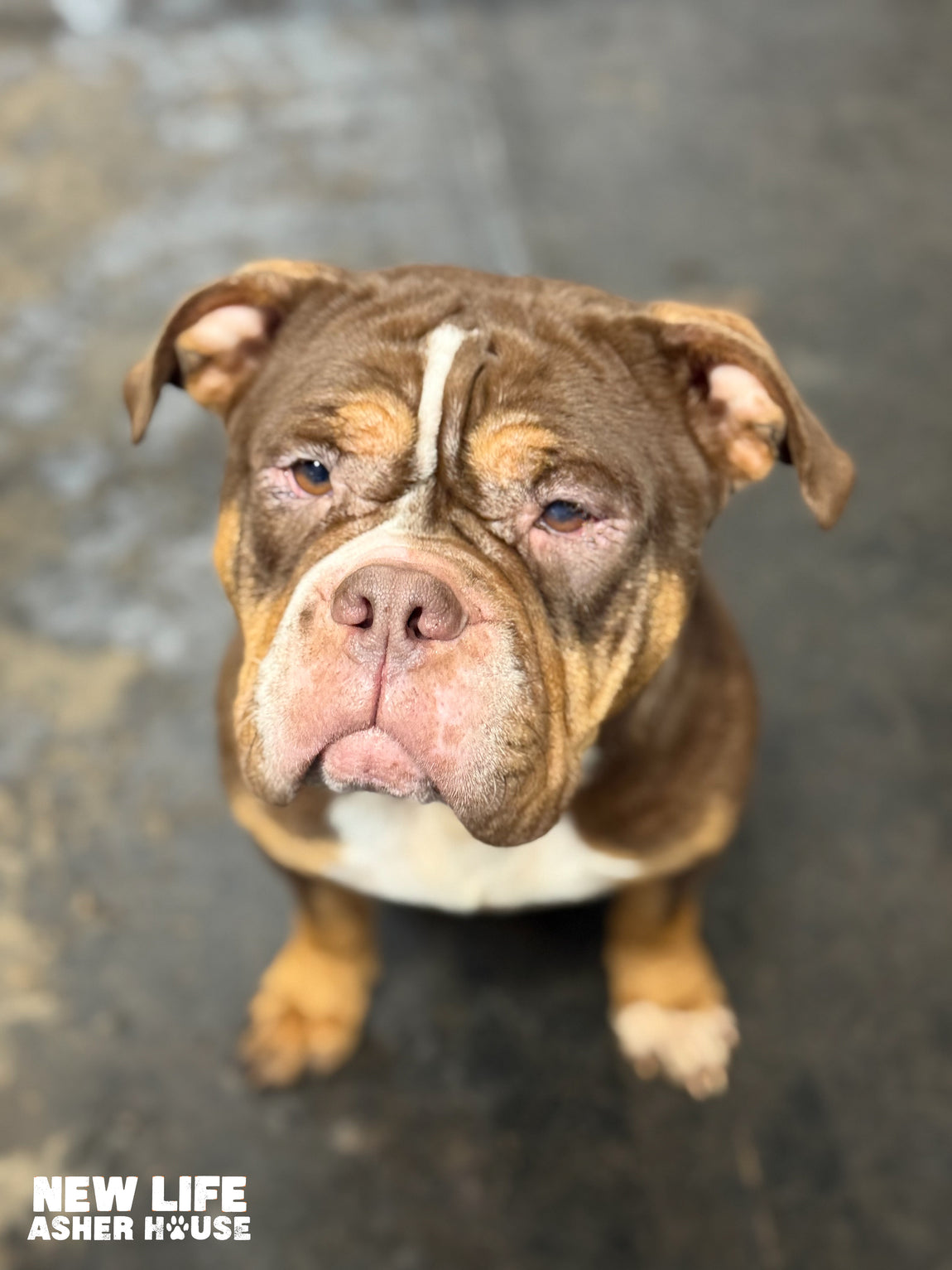 Adopt – The Asher House