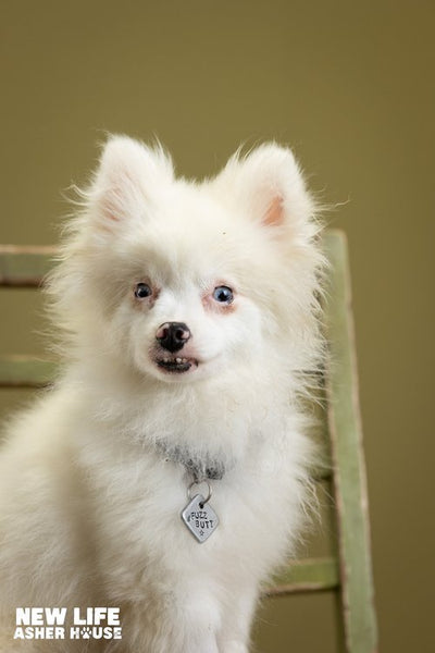 Adopt – The Asher House