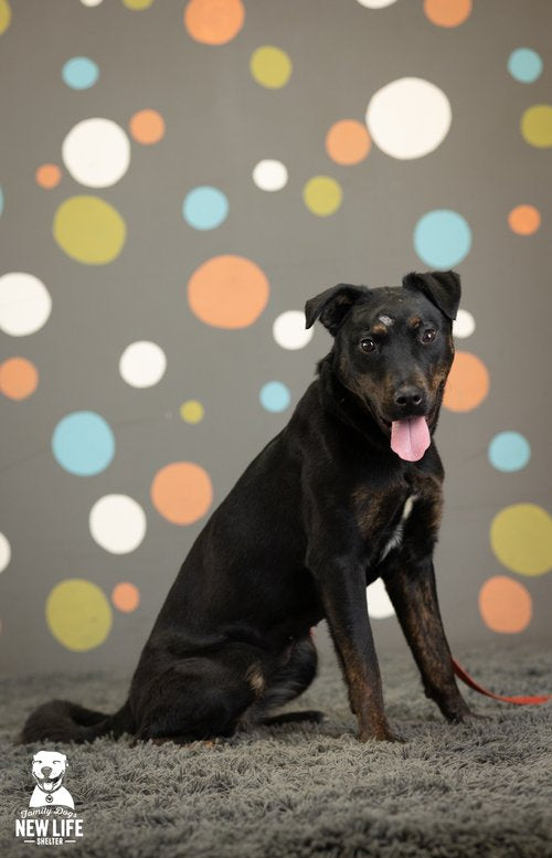 The Asher House – The Asher House