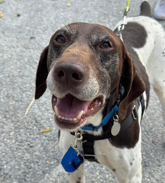 Adopt – The Asher House