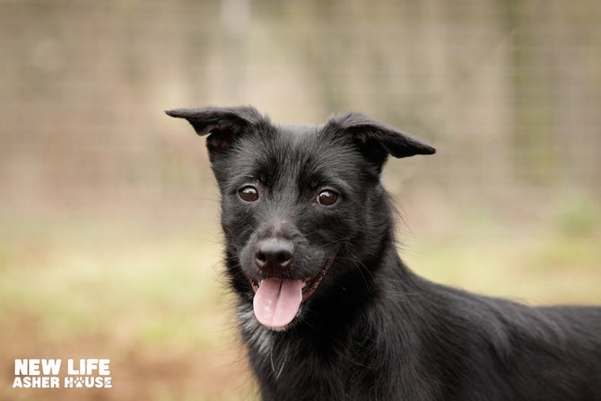 Adopt – The Asher House
